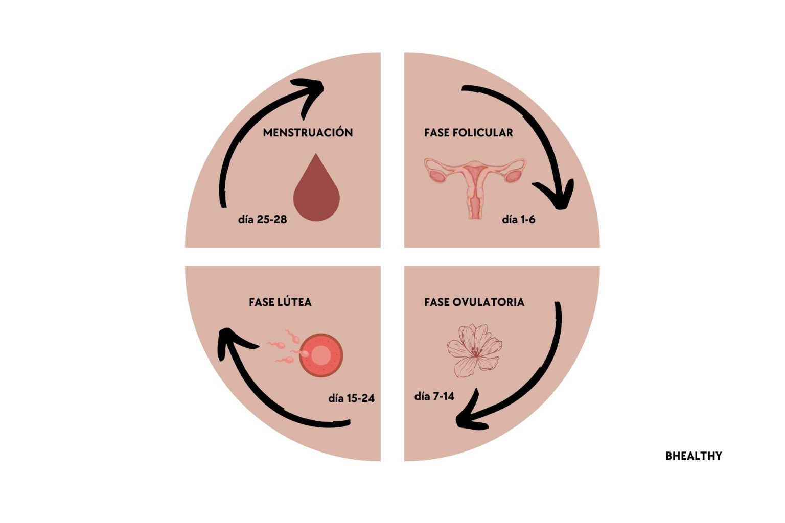 FASES DEL CICLO MENSTRUAL PARA QUEDAR EMBARAZADA